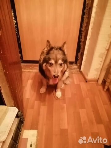 Собака по имени Дик