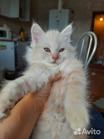 Сибирский котик