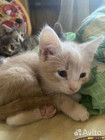 Котята в добрые руки бесплатно