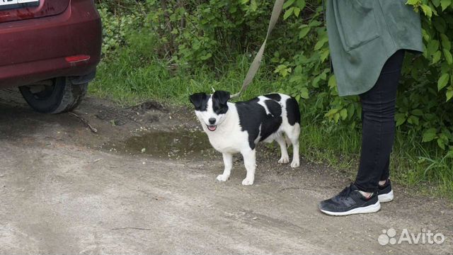 Маленький пёсик в добрые руки