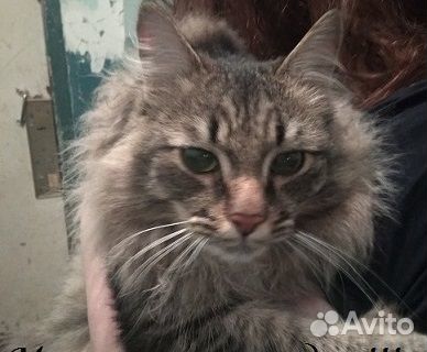 Возьмите счастье в дом