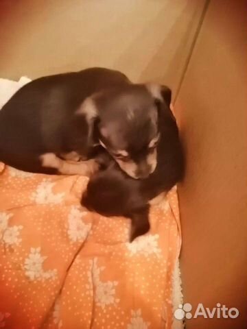 Щенки той терьера 1 мес, 3 мальчика, 1 девочка, бу