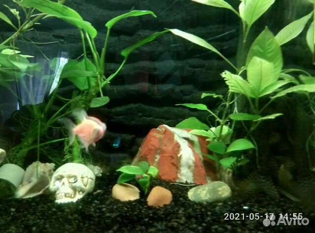 Аквариум с рыбками