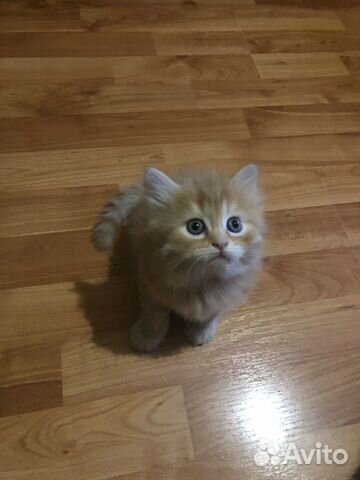 Котик от Папы шотландца (Скоттиш Страйт)