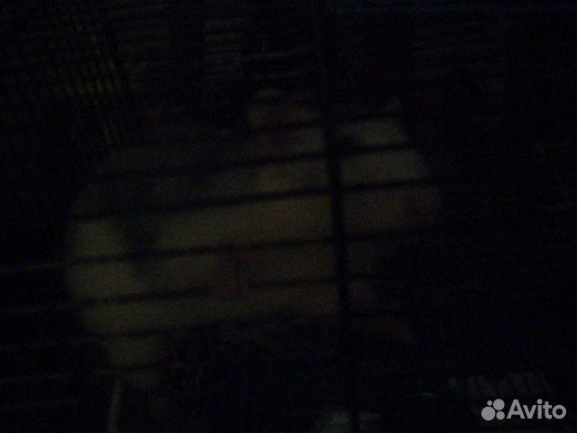 Отдаю крысу