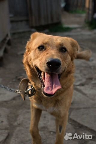 Рыжая собака