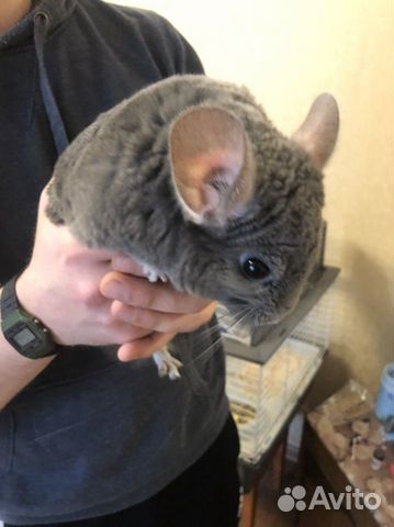 Шиншиллы,семья