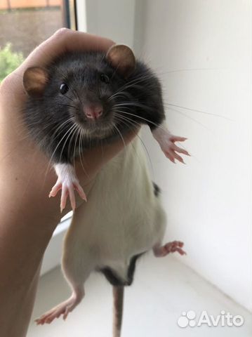 Крыса дамбо