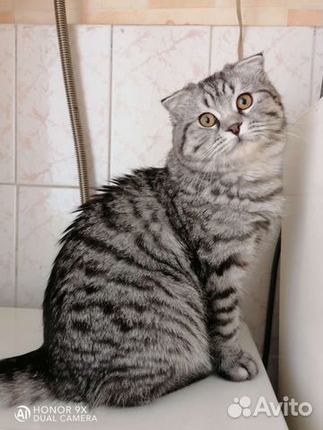 Шотландский кот ищет кошку