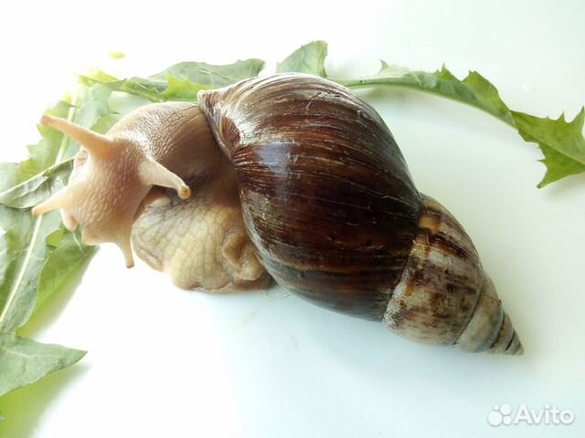 Улитки Ахатины бесплатно