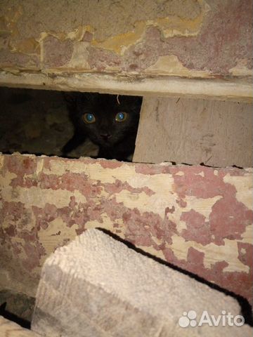 Красивые котята 3 мес (трое)