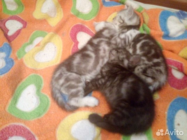 Ждем прекрасных хозяев, нам уже 1 месяц и две неде