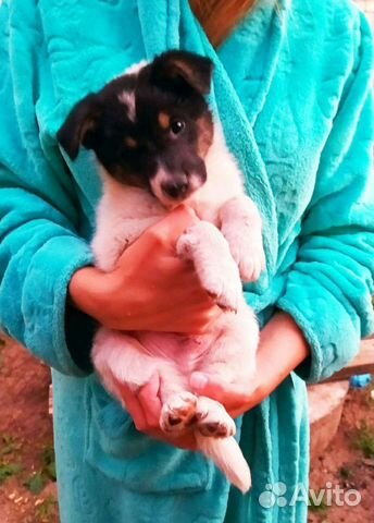 Маленький щенок в добрые руки