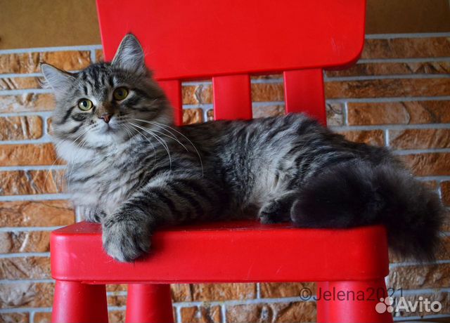 Сибирский котенок, крупный и красивый