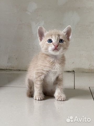 Котенок
