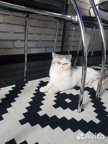 Кот экзот в дар