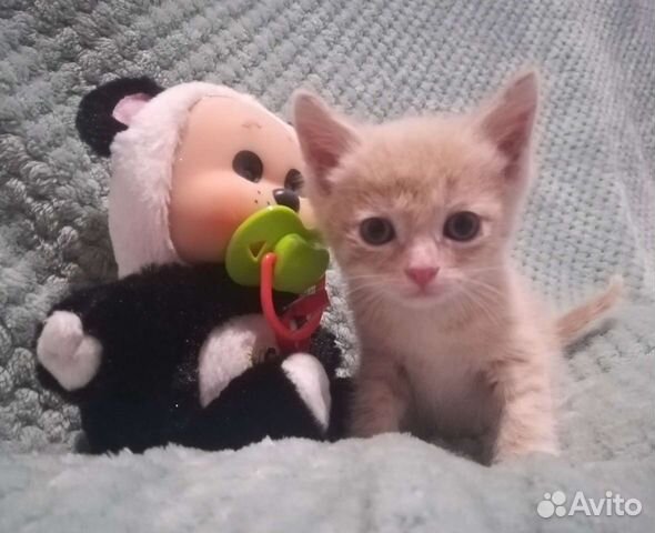 Рыжие котята ищут дом)