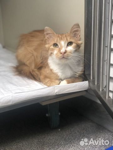 Котенок в добрые руки