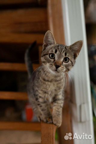 Ищут дом котята мышеловы