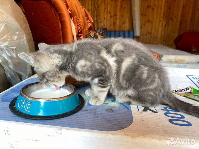 Котенок голубой мрамор