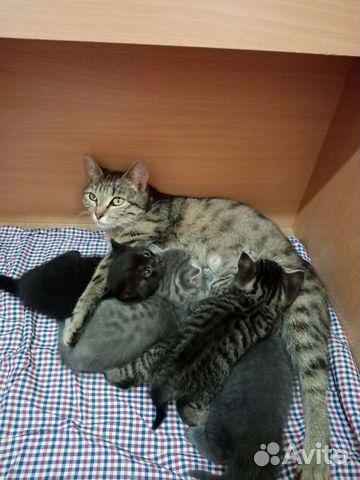 Котята
