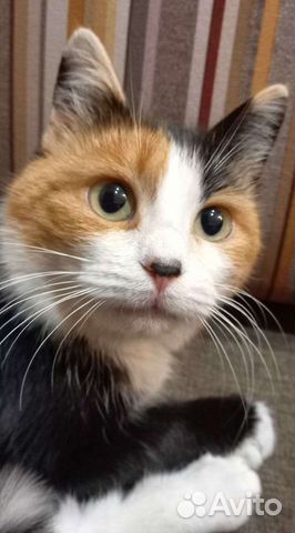 Кошка Люся