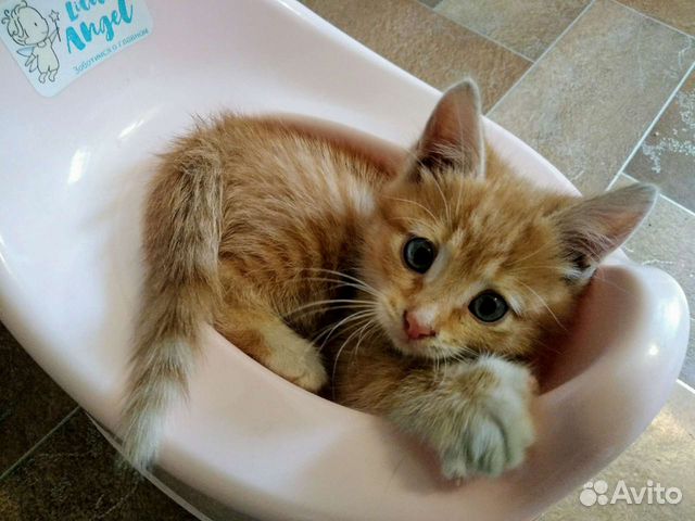 Котенок в добрые руки