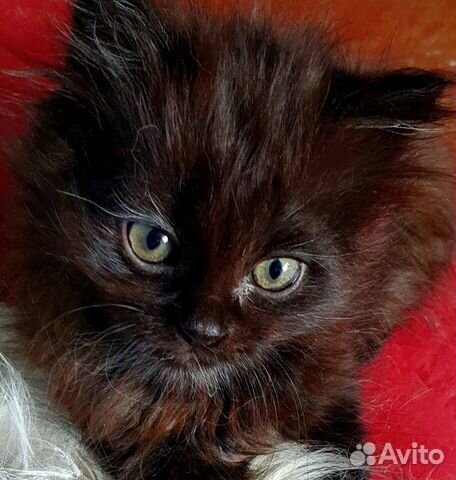 Отдам коенка бесплатно