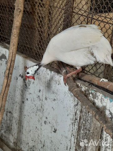 Белые самцы цесарки