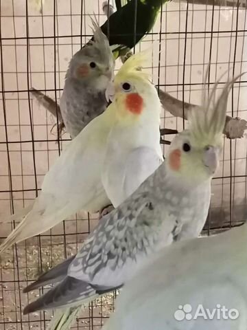 Попугаи Корелла