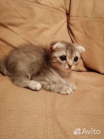 Шотландская вислоухая