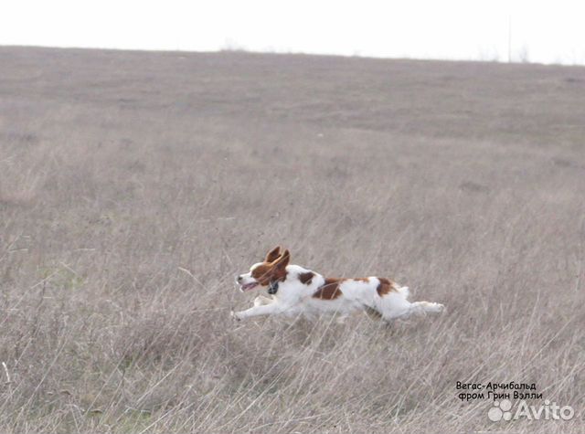 Бретонский эпаньоль