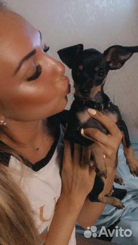 Мини Той-терьер