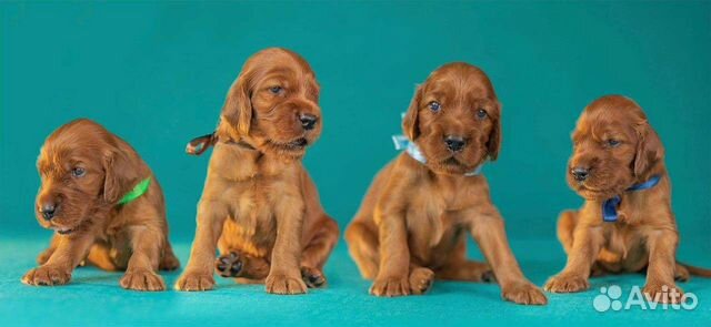 Щенки ирландского сеттера