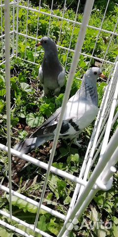 Турецкая такла. Бойные голуби