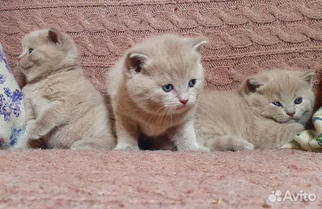 Британские котята, лиловые
