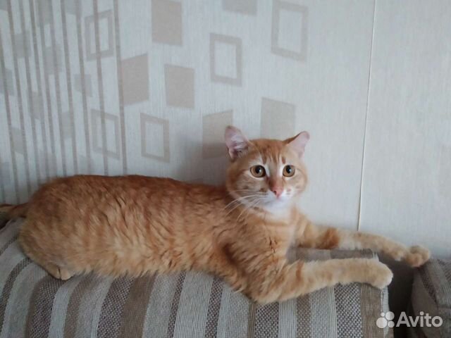 Котик