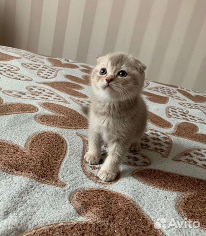 Шотландская