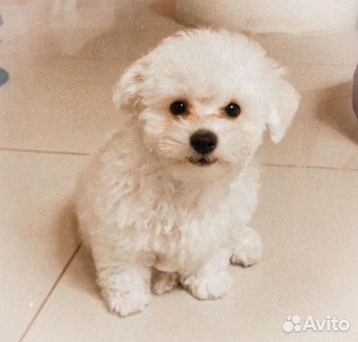 Щенки бишон фризе мини