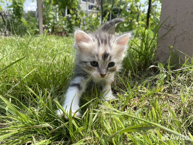 Кошки-крысоловы