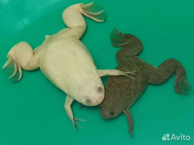 Большая Шпорцевая Лягушка