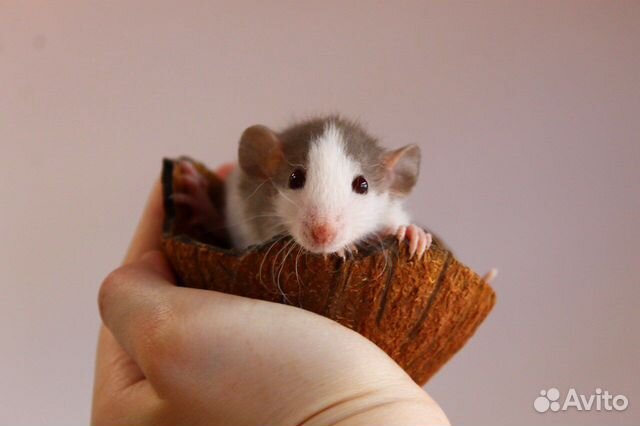 Крысята разноцветные