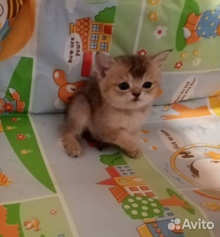 Чисто кровные шотландские котята