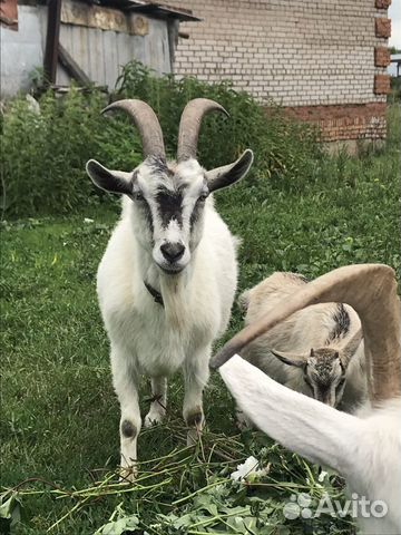 Коза дойная