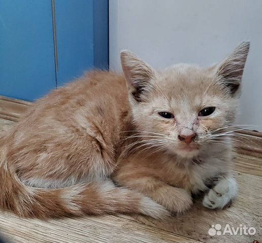 Рыжий котенок(девочка) 1 месяц ищет хозяина