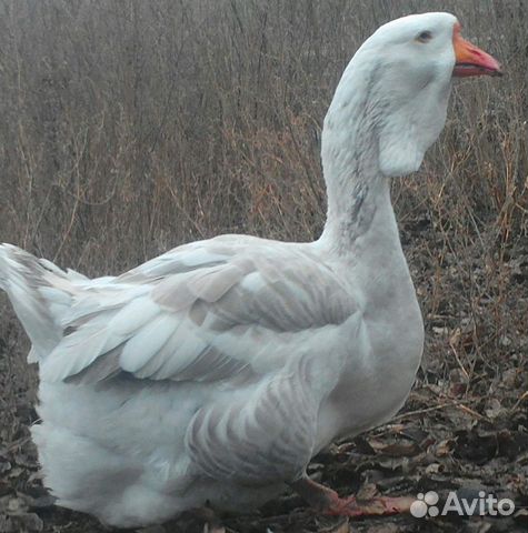 Гусиное инкубационное яйцо