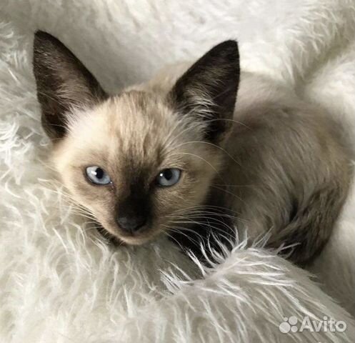 Кошка сиамская