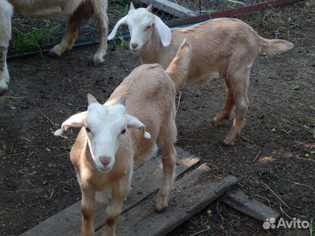 Козлята от нубийского козла