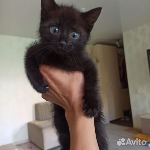 Маленькая Няшечка в добрые руки