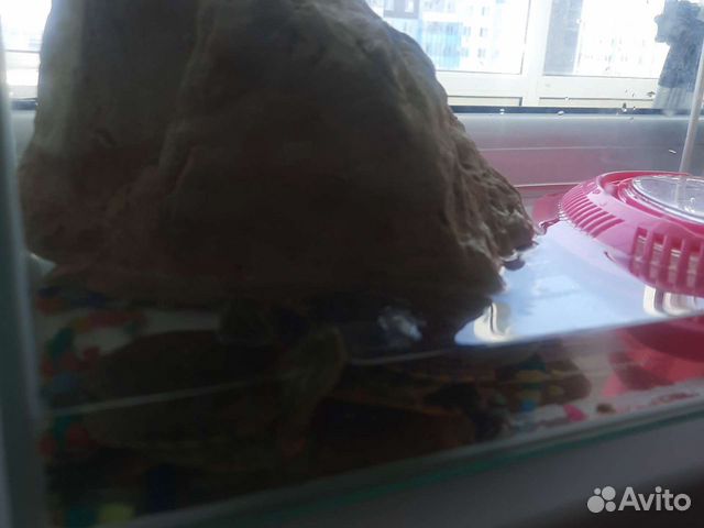 Черепахи с аквариумом